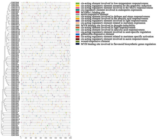 Genome-Wide Identification and Expression Pattern of MYB Family ...