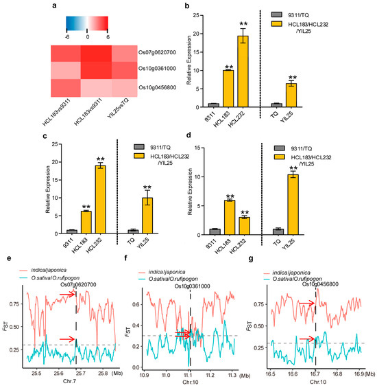 Genetic and Transcriptome Analyses of Callus Browning in Chaling Common ...