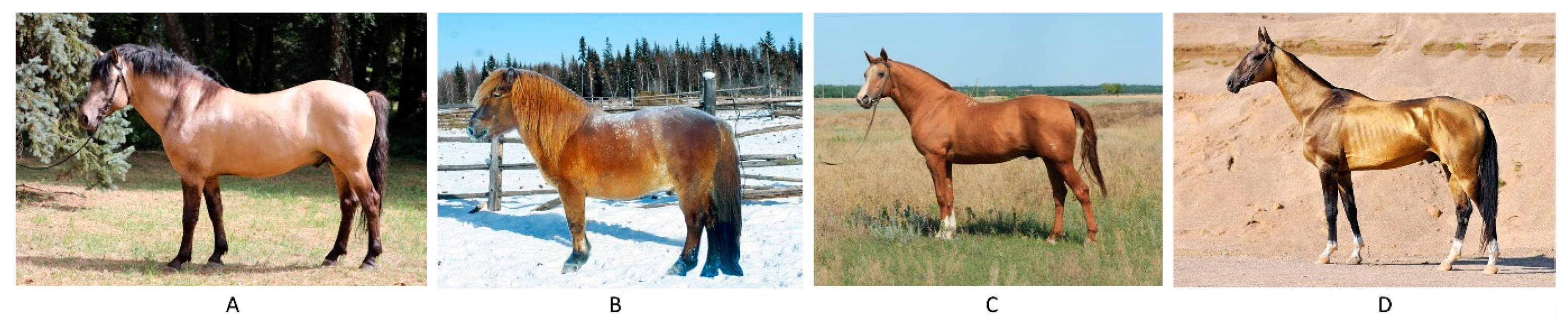 Genes | Free Full-Text | The Genetic Diversity of Horse Native Breeds ...
