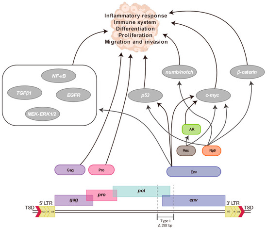 Genes | Free Full-Text | Human Endogenous Retrovirus-K (HML-2)-Related ...