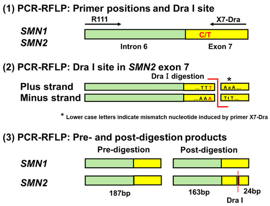 Real-Time PCR-Based Screening for Homozygous SMN2 Deletion Using ...