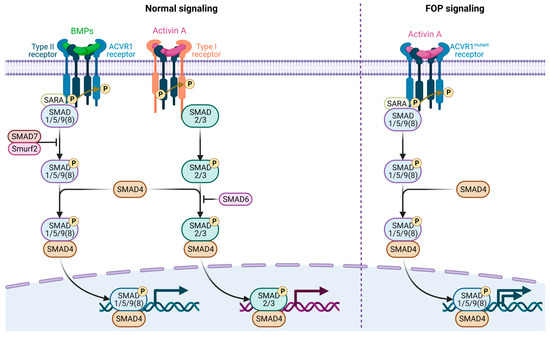 Navigating the Complex Landscape of Fibrodysplasia Ossificans ...