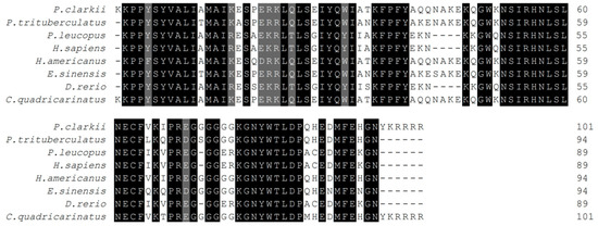 Cloning, Identification, and Functional Analysis of the Foxl2 Gene in ...