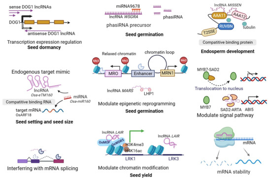 Long Non-Coding RNAs: Discoveries, Mechanisms, and Research Strategies ...