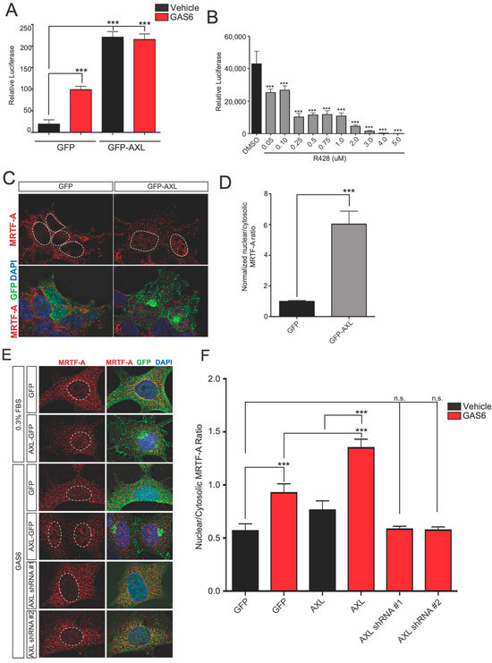Gas6-Axl Signaling Induces SRF/MRTF-A Gene Transcription via MICAL2