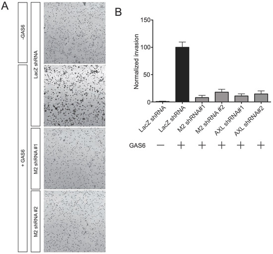 Gas6-Axl Signaling Induces SRF/MRTF-A Gene Transcription via MICAL2
