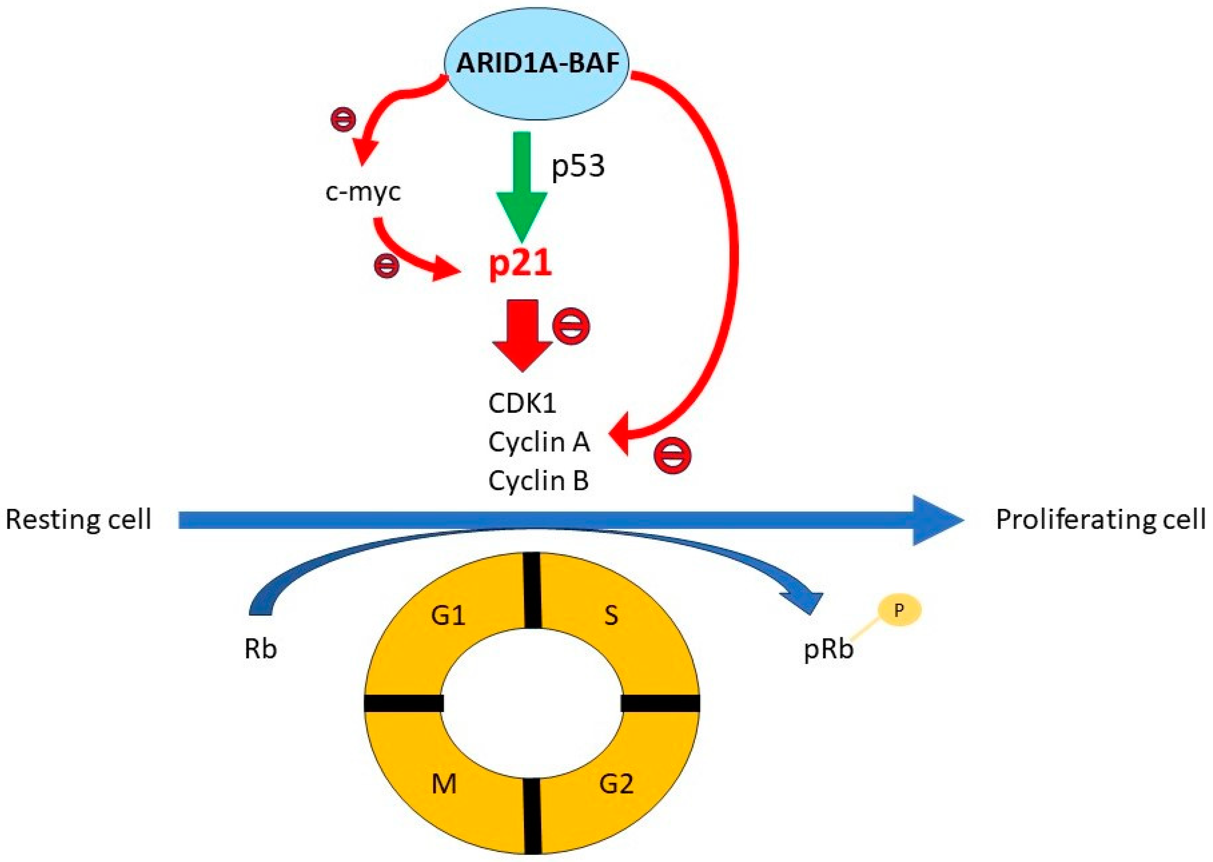 The Role of the AT-Rich Interaction Domain 1A Gene (ARID1A) in Human Carcinogenesis