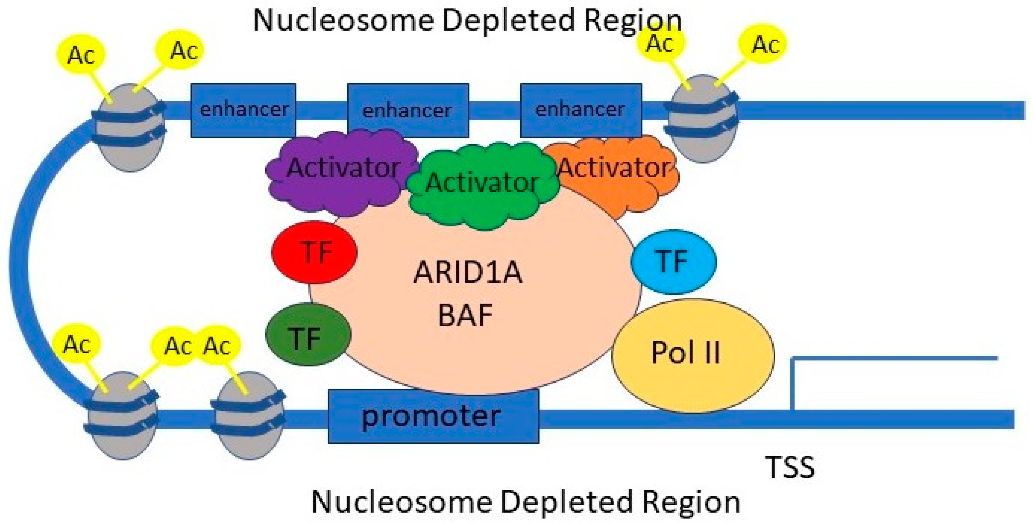 The Role of the AT-Rich Interaction Domain 1A Gene (ARID1A) in Human Carcinogenesis