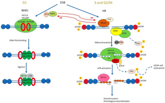 The Role of the AT-Rich Interaction Domain 1A Gene (ARID1A) in Human ...