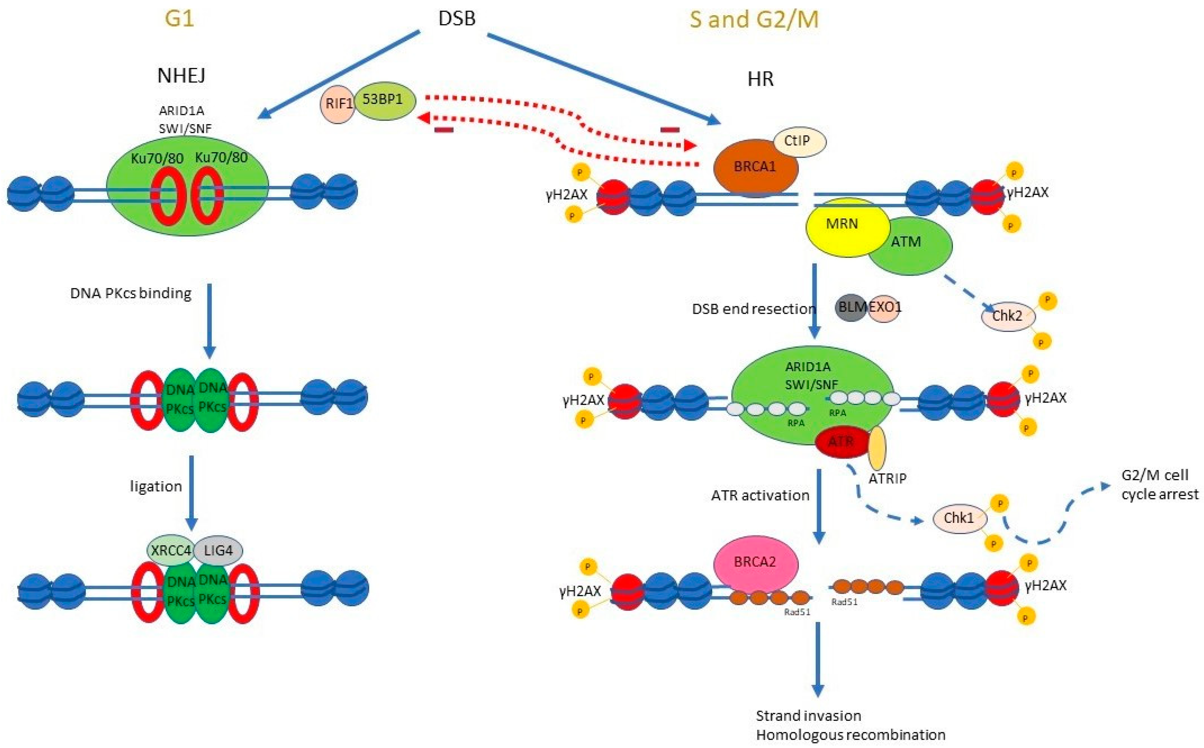The Role of the AT-Rich Interaction Domain 1A Gene (ARID1A) in Human Carcinogenesis