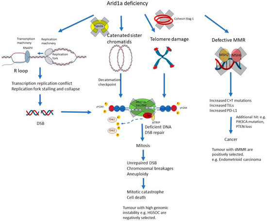 The Role of the AT-Rich Interaction Domain 1A Gene (ARID1A) in Human ...