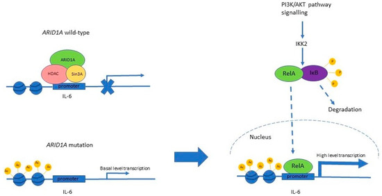 The Role of the AT-Rich Interaction Domain 1A Gene (ARID1A) in Human ...