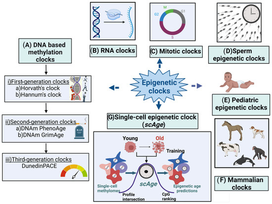 Genes | Free Full-Text | Biological Aging Acceleration Due to ...