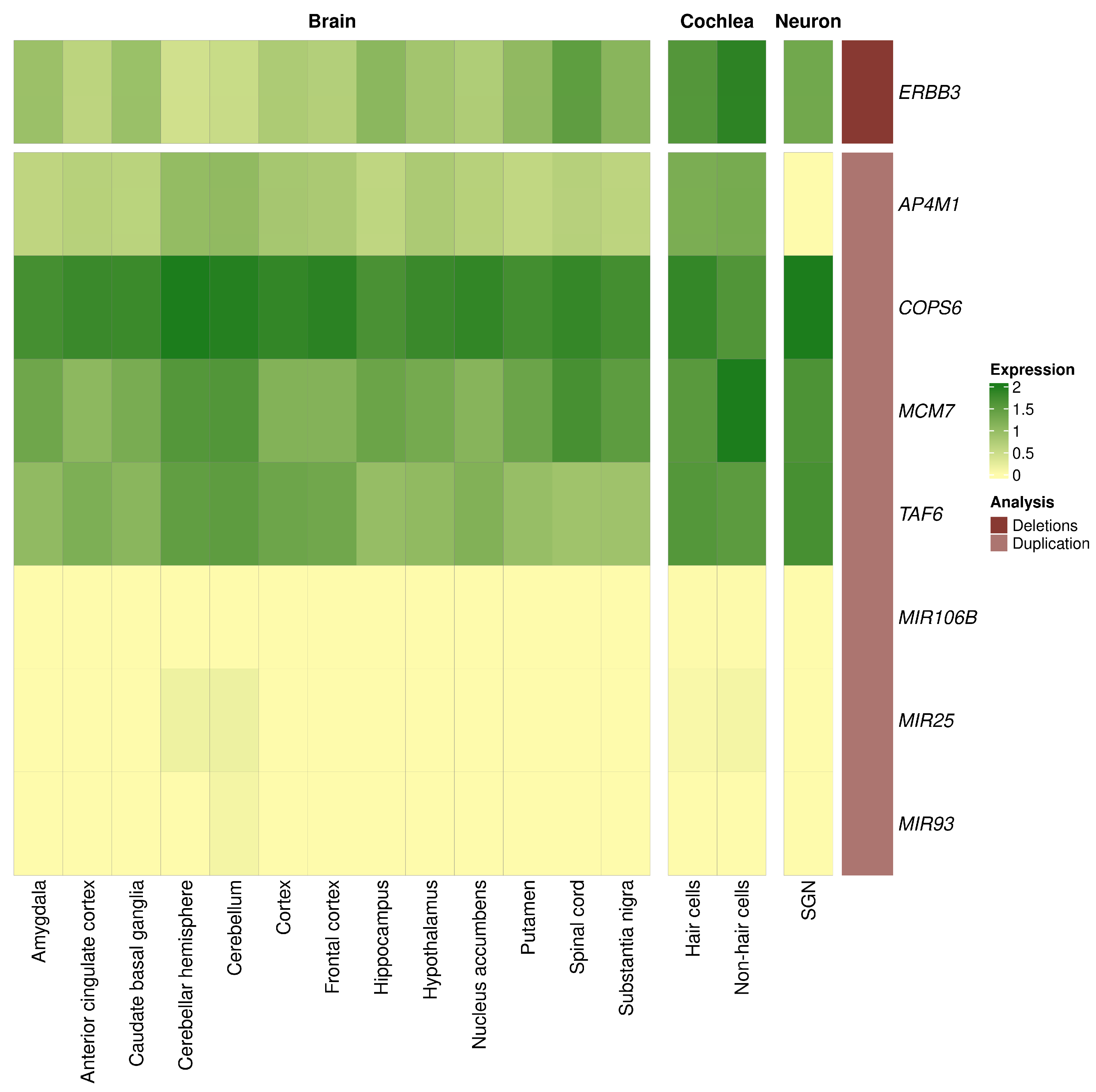 Genes | Free Full-Text | Rare Deletions or Large Duplications ...