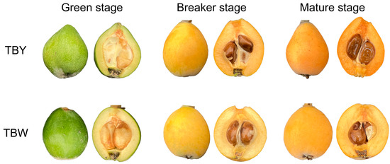 Genome-Wide Identification and Expression Analysis of the SBP-Box Gene ...