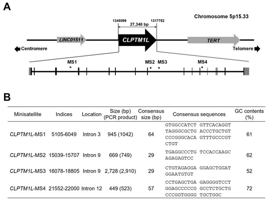 Exploring the Relationship between CLPTM1L-MS2 Variants and ...