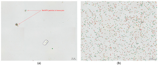 Proteomics Analysis to Explore the Resistance Genes of Silkworm to ...