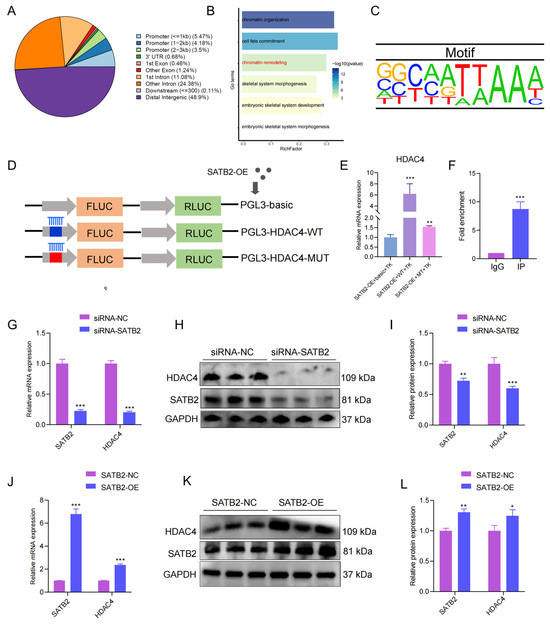 Transcription Factor SATB2 Regulates Skeletal Muscle Cell Proliferation ...