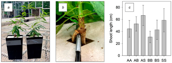 Differential Gene Expression Patterns in Peach Roots under Non-Uniform ...