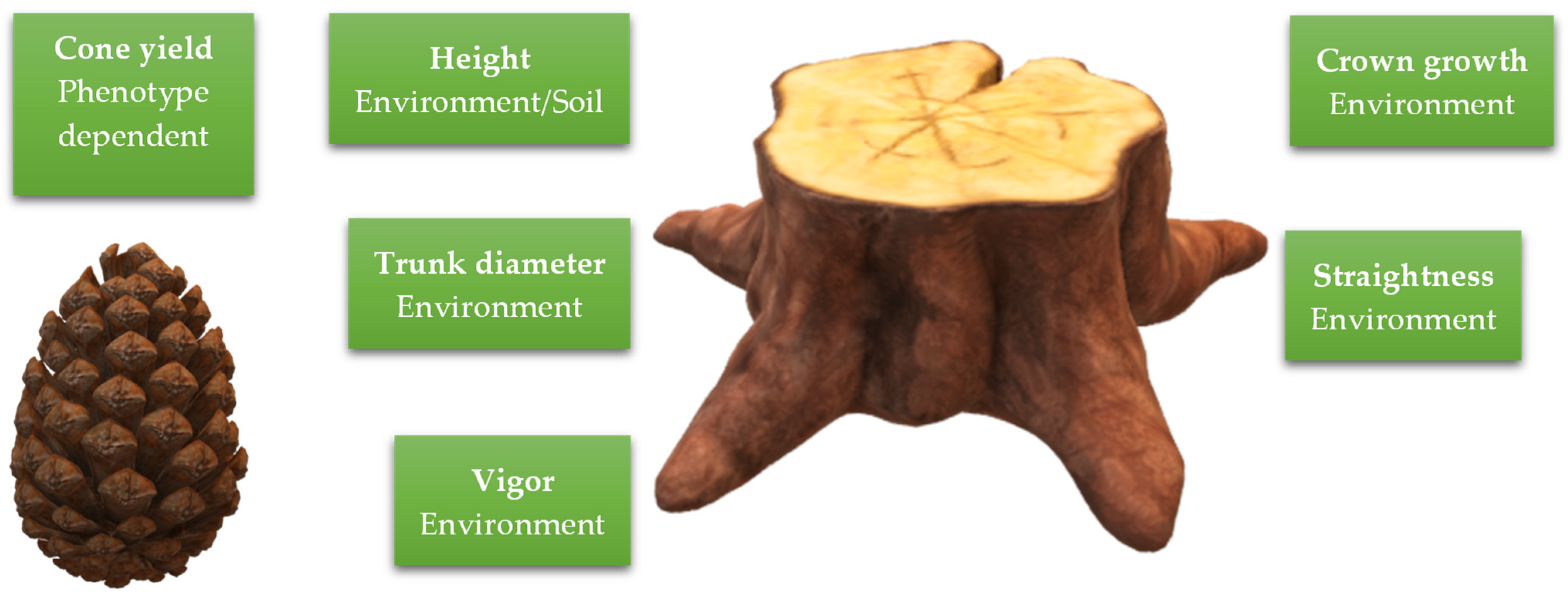 Genes | Free Full-Text | Stone Pine (Pinus pinea L.) High-Added-Value ...