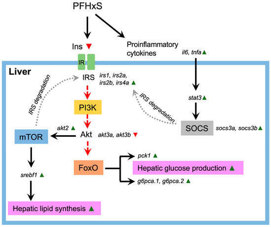 PFHxS Exposure and the Risk of Non-Alcoholic Fatty Liver Disease
