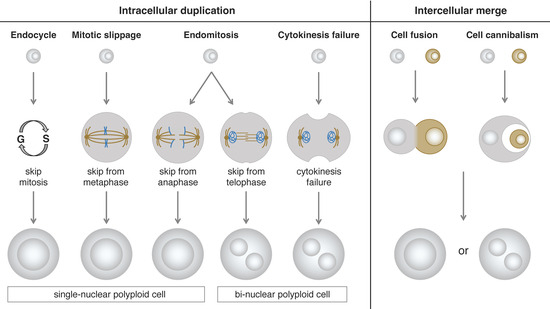 Polyploid Cancer Cell Models in Drosophila