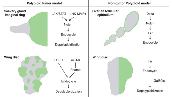 Polyploid Cancer Cell Models in Drosophila