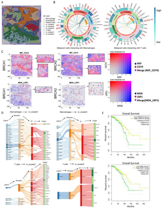 Genes | Free Full-Text | Deciphering the Immune Microenvironment at the ...
