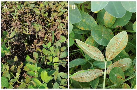 Effects of Peanut Rust Disease (Puccinia arachidis Speg.) on ...