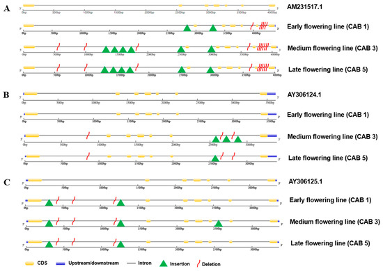 Molecular Evaluation of the Effects of FLC Homologs and Coordinating ...
