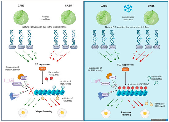 Molecular Evaluation of the Effects of FLC Homologs and Coordinating ...