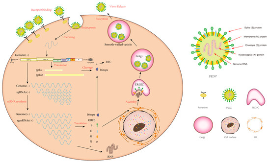 A Comprehensive View on the Protein Functions of Porcine Epidemic ...