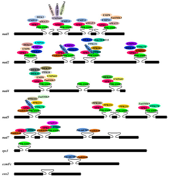 Research Progress of Group II Intron Splicing Factors in Land Plant ...