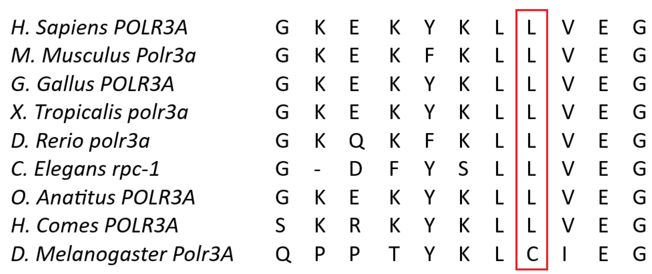 The Genetic Basis of the First Patient with Wiedemann–Rautenstrauch Syndrome in the Russian ...