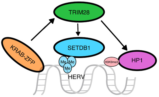 HERVs: Expression Control Mechanisms and Interactions in Diseases and ...