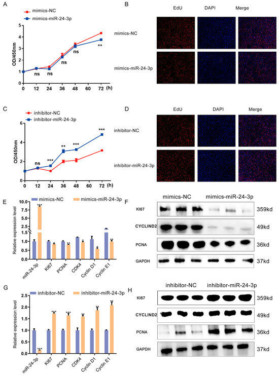 Regulation of myo-miR-24-3p on the Myogenesis and Fiber Type ...
