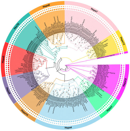 Genome-Wide Identification and Transcriptome Analysis of the Hsp70 Gene ...