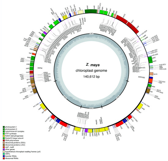 A Scalable and Robust Chloroplast Genotyping Solution: Development and ...