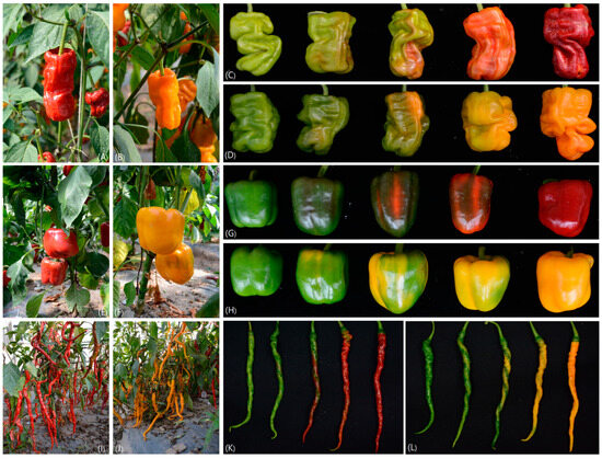 Cloning and Analysis of Expression of Genes Related to Carotenoid ...