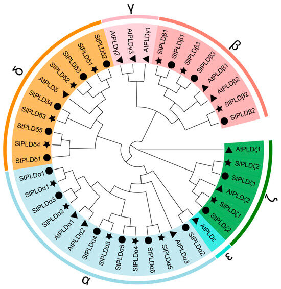 Genome-Wide Investigation of the PLD Gene Family in Tomato ...