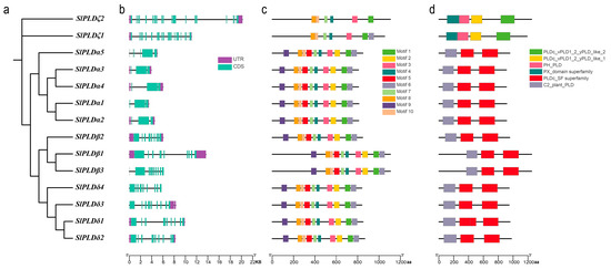 Genome-Wide Investigation of the PLD Gene Family in Tomato ...