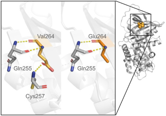 Genes | Free Full-Text | Computational Tools to Assist in Analyzing ...