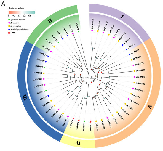 Genes | Free Full-Text | Genome-Wide Identification and Expression Analysis of the DMP and MTL ...