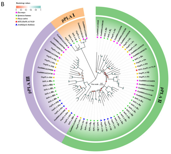 Genes | Free Full-Text | Genome-Wide Identification and Expression Analysis of the DMP and MTL ...