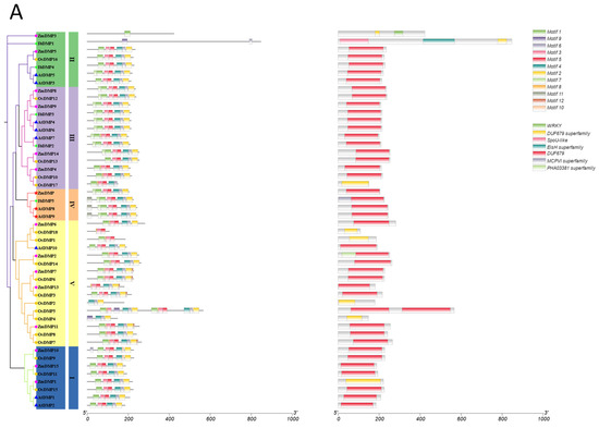 Genes | Free Full-Text | Genome-Wide Identification and Expression Analysis of the DMP and MTL ...