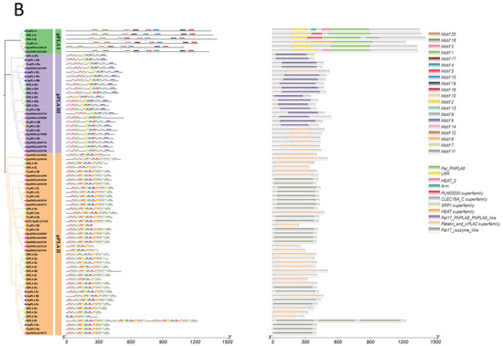 Genes | Free Full-Text | Genome-Wide Identification and Expression Analysis of the DMP and MTL ...