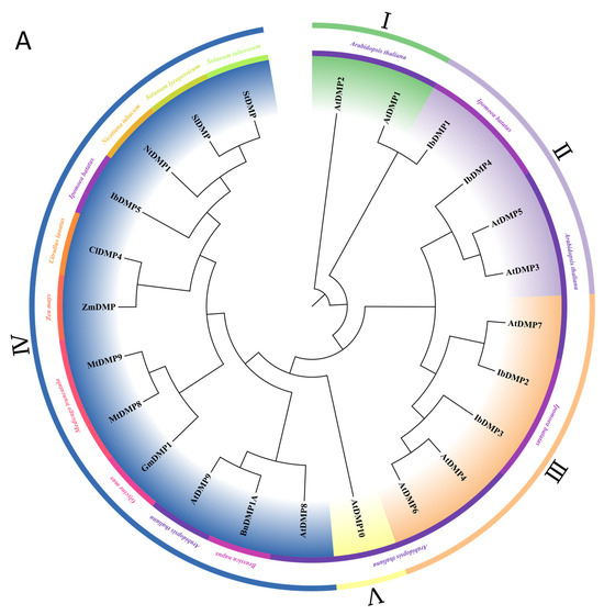 Genes | Free Full-Text | Genome-Wide Identification and Expression Analysis of the DMP and MTL ...