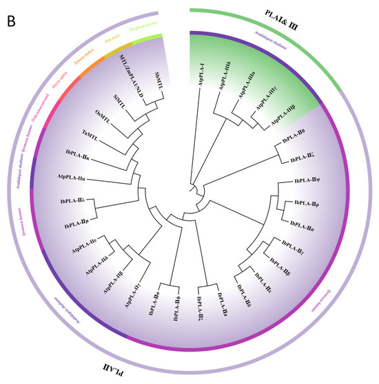 Genes | Free Full-Text | Genome-Wide Identification and Expression Analysis of the DMP and MTL ...