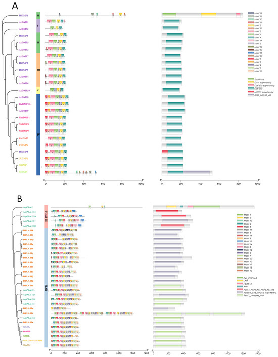 Genes | Free Full-Text | Genome-Wide Identification and Expression Analysis of the DMP and MTL ...