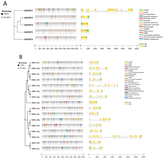 Genes | Free Full-Text | Genome-Wide Identification and Expression Analysis of the DMP and MTL ...